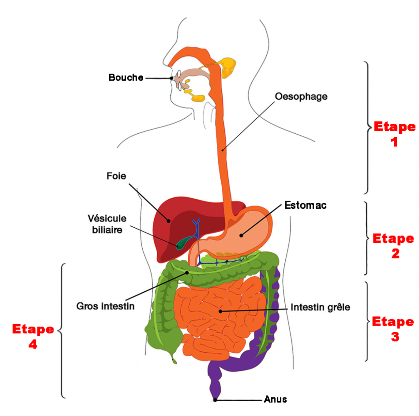 Compléments Alimentaires Digestion Difficile Transit Intestinal